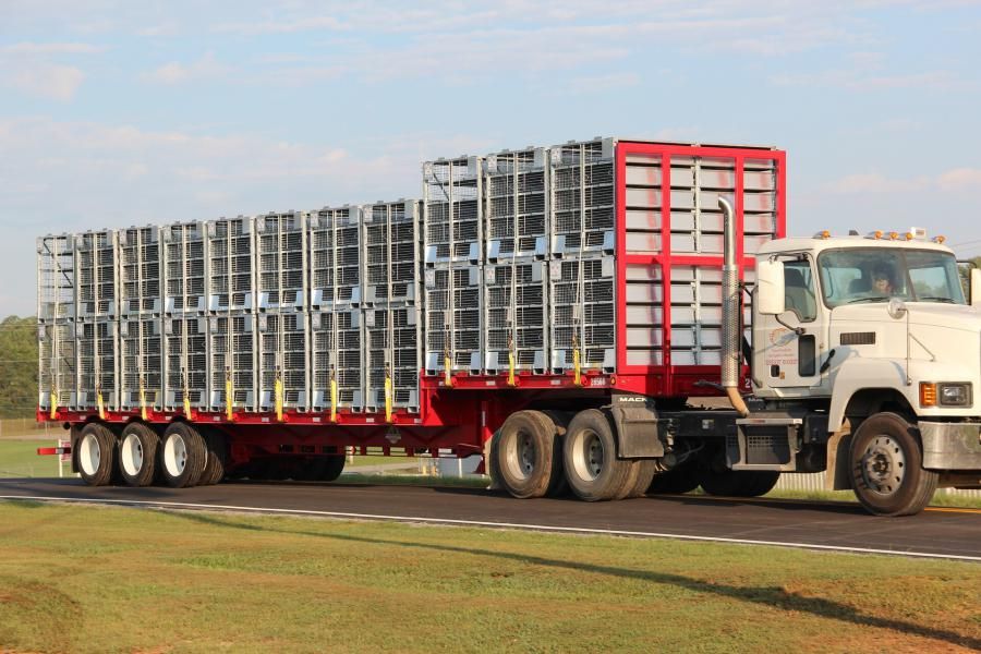 How Poultry Transportation Enhances Food Supply Chain Efficiency - WICZ