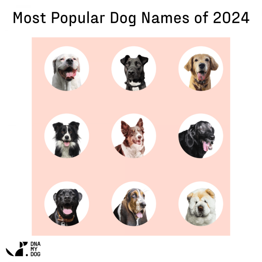 The most popular dog names of 2024: Bella and Buddy lead the pack - WICZ