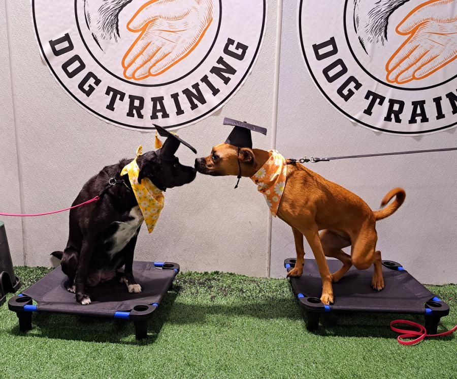 Leading Family-Owned Dog Training Center Transforms Challenging ...