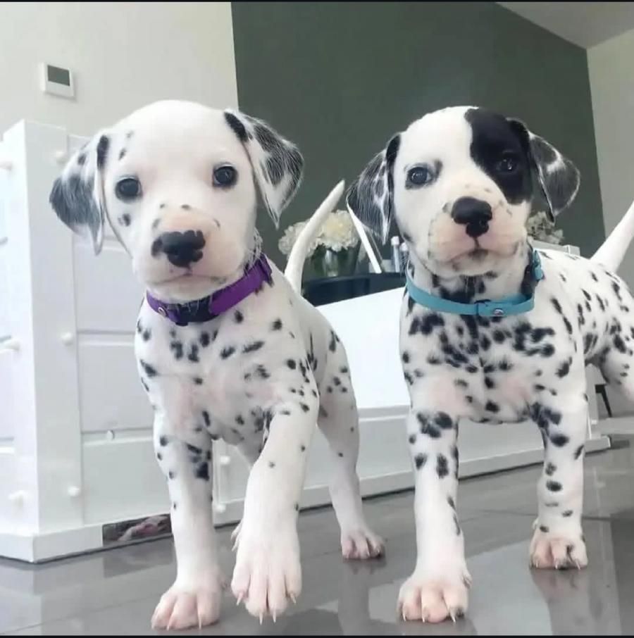 Spotted Dalmatian Pups Expands Ethical Breeding Program to Meet Growing Demand for Well ...