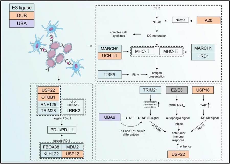 Unveiling the Role of the Ubiquitin-Proteasome System in Cancer ...