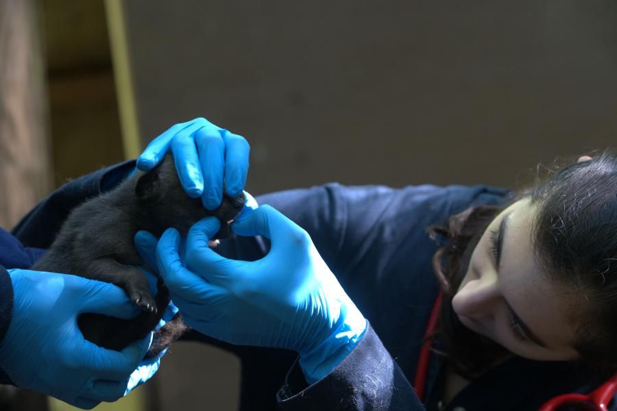 Red Wolf Pups Born at Wolf Conservation Center Signify Hope for their ...